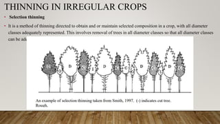 thinning and its effect on growth and yield.pptx