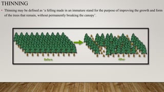 thinning and its effect on growth and yield.pptx