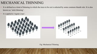 thinning and its effect on growth and yield.pptx