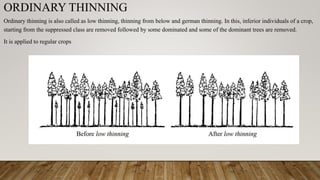 thinning and its effect on growth and yield.pptx