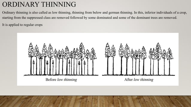thinning and its effect on growth and yield.pptx | Woodworking | Arts ...