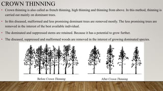 thinning and its effect on growth and yield.pptx