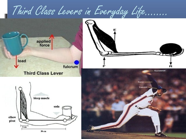 Third class levers | PPT