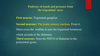 physiology of trigeminal nerve, UMNL& LMNL facial paralysis, taste | PPTX