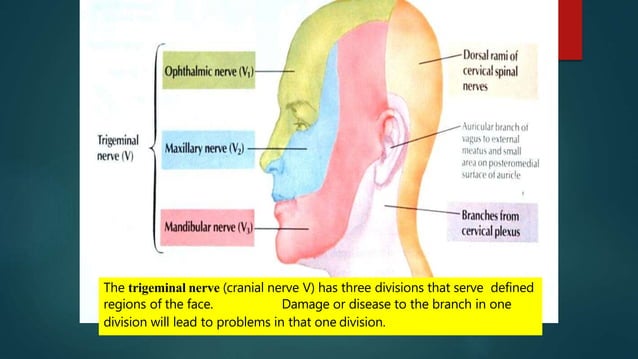 physiology of trigeminal nerve, UMNL& LMNL facial paralysis, taste | PPT