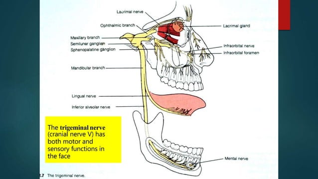 physiology of trigeminal nerve, UMNL& LMNL facial paralysis, taste | PPT