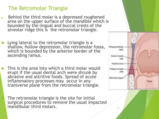 THIRD MOLAR IMPACTed tooth , development & Surgical complications.pptx