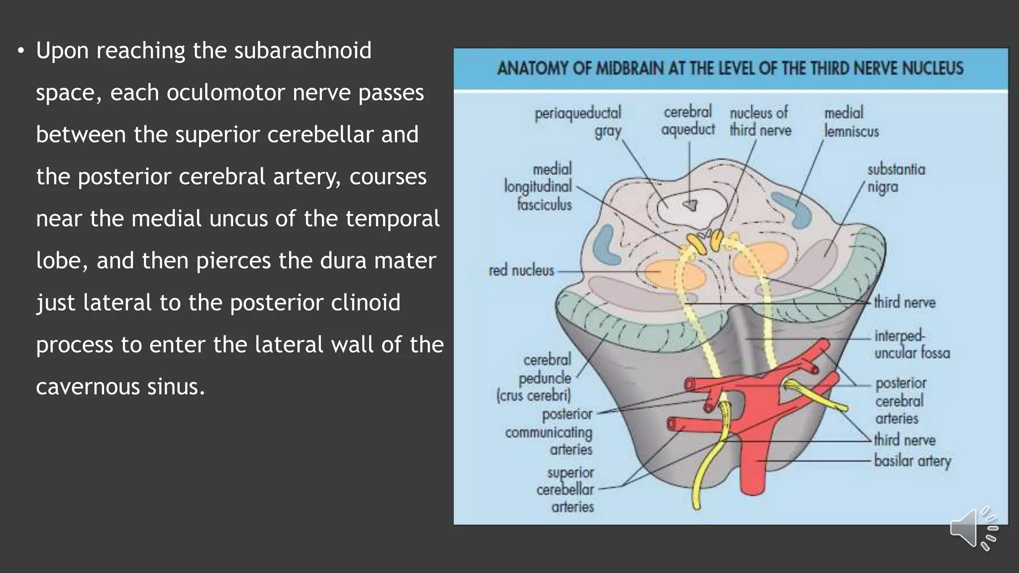 Third nerve- functional anatomy and clinical features | PPTX