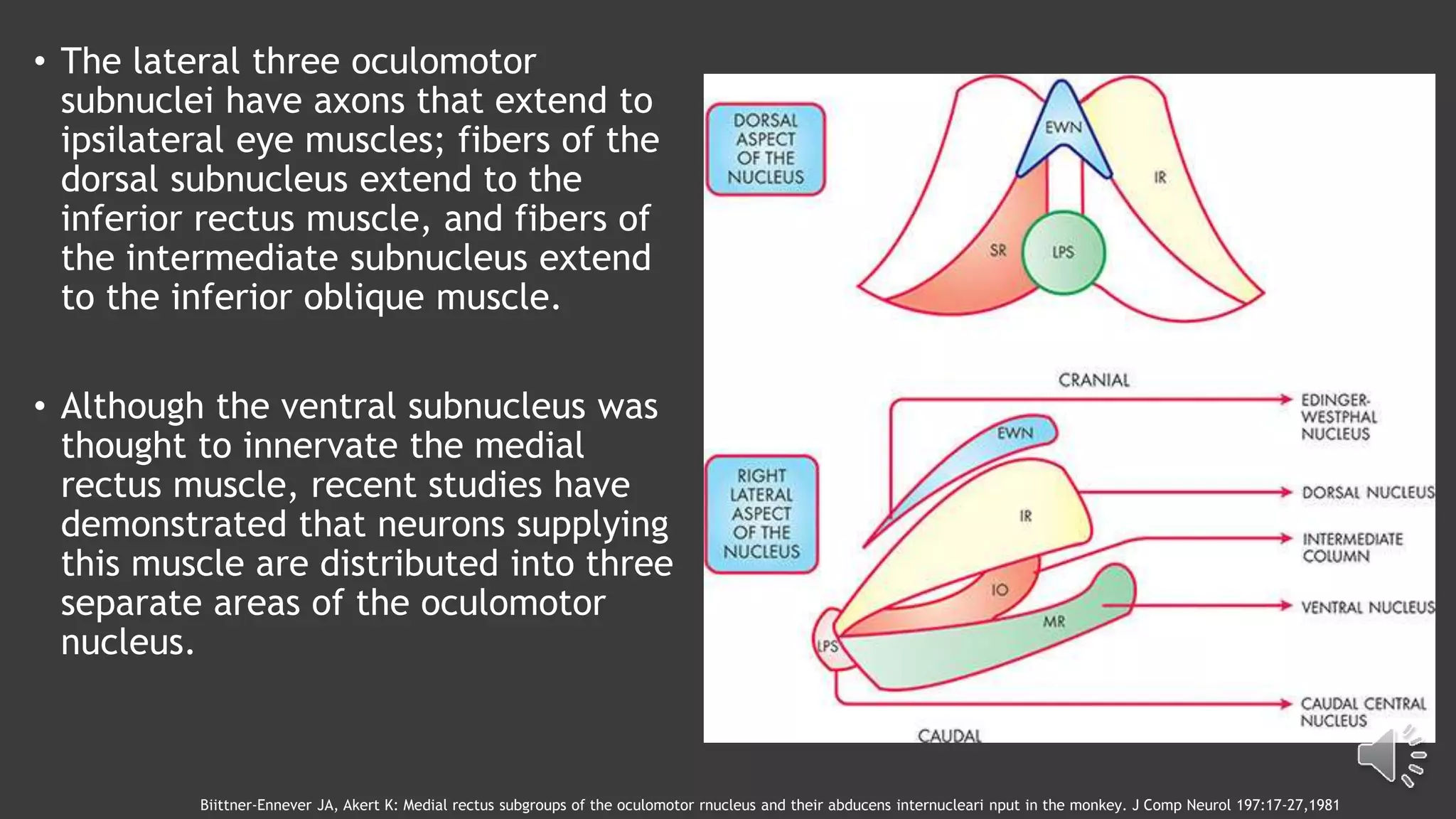 Third nerve- functional anatomy and clinical features | PPTX