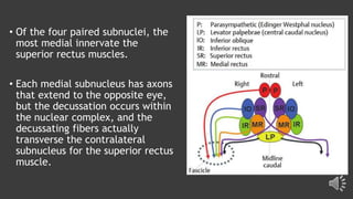Third nerve- functional anatomy and clinical features | PPTX