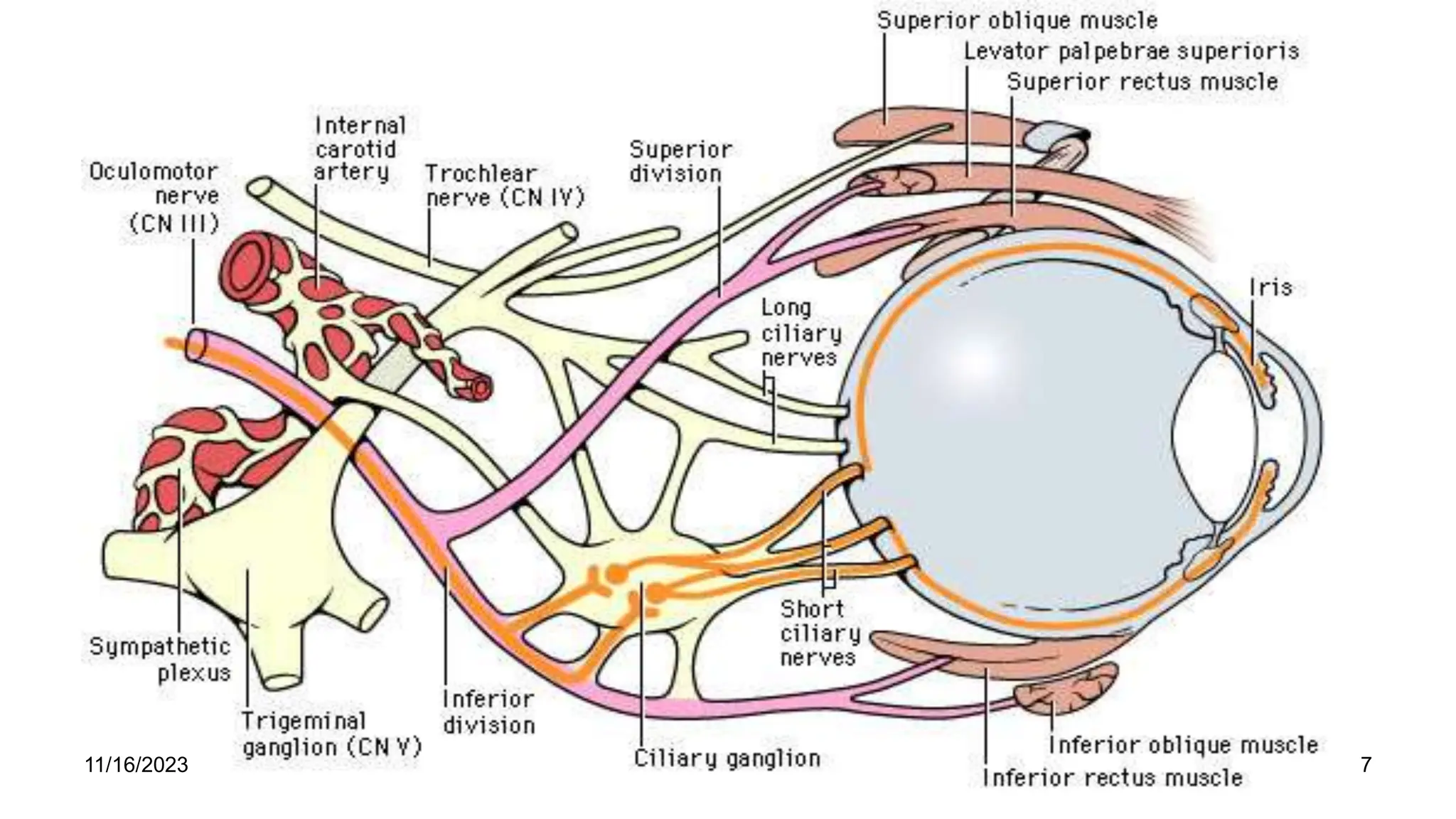 Third nerve palsy.pptx