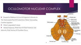 THIRD NERVE - ANATOMY AND APPLIED ASPECT. | PDF