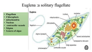 third section zoology laboratory guide.pptx