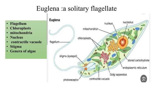 third section zoology laboratory guide.pptx