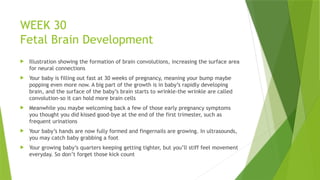 THIRD TRIMESTER.pptx, Embryology section | PPTX