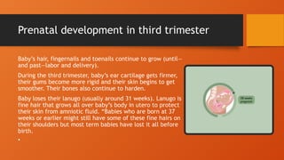third trimester of pregnancy , prenatal development of homo sapiens.pptx