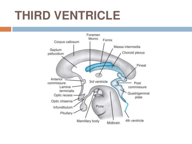 Third ventricle surgical anatomy and approaches