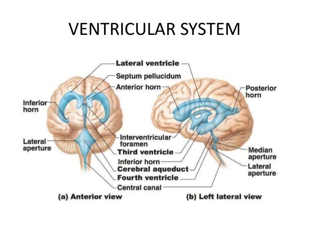 Third ventricle