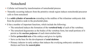 Third Week Development.pdf