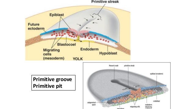 Third week of development