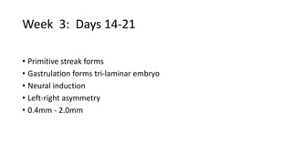 Third week of development | PPT