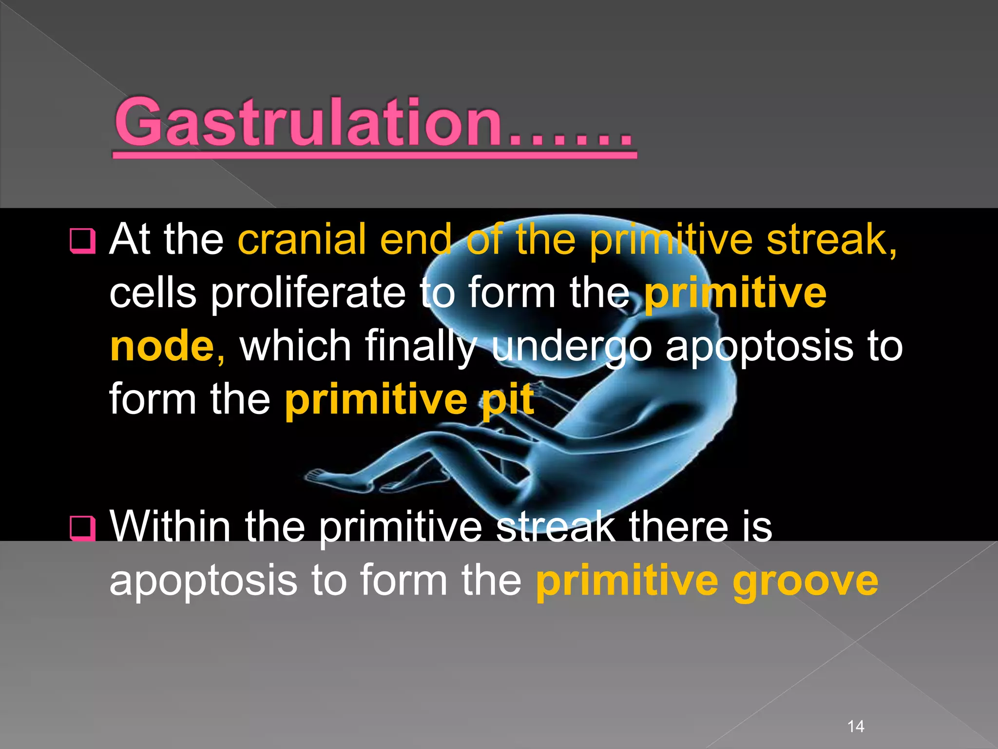 Third week of human development | PPTX