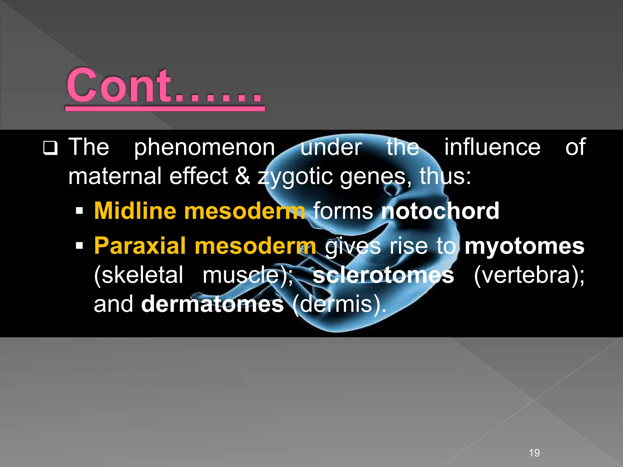 Third week of human development | PPTX