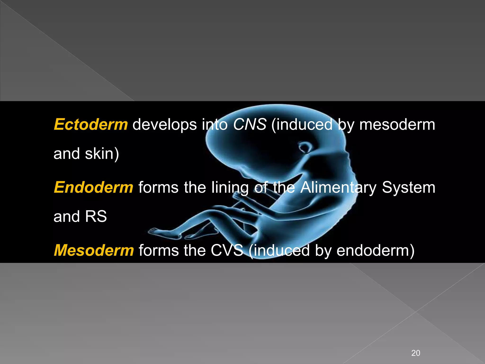 Third week of human development | PPTX