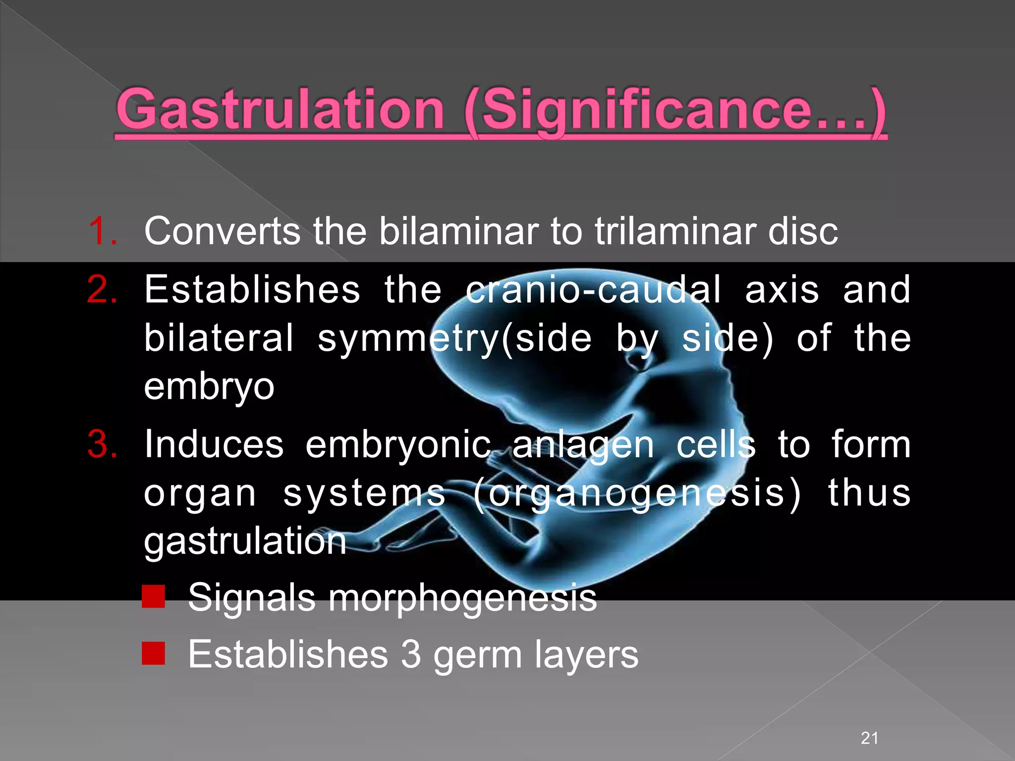 Third week of human development | PPTX