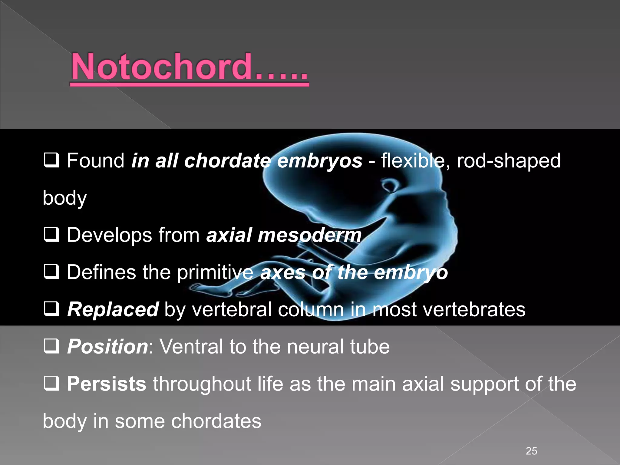 Third week of human development | PPTX