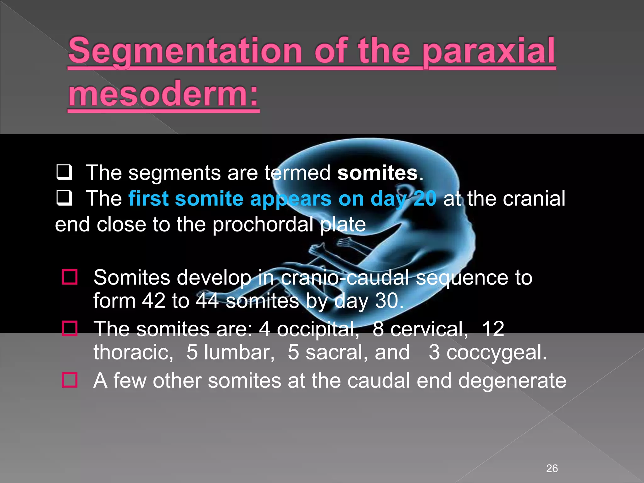 Third week of human development | PPTX