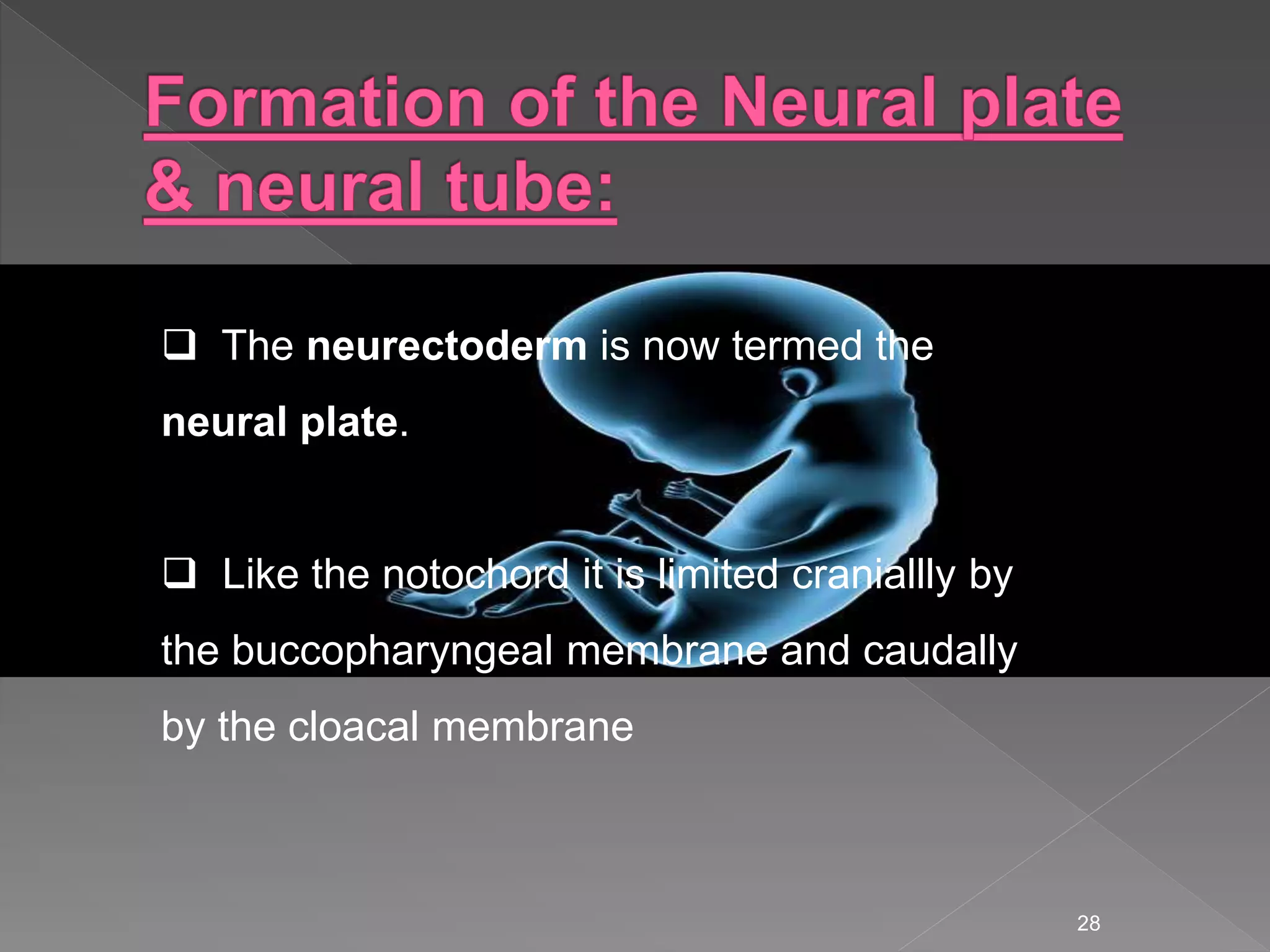 Third week of human development | PPTX