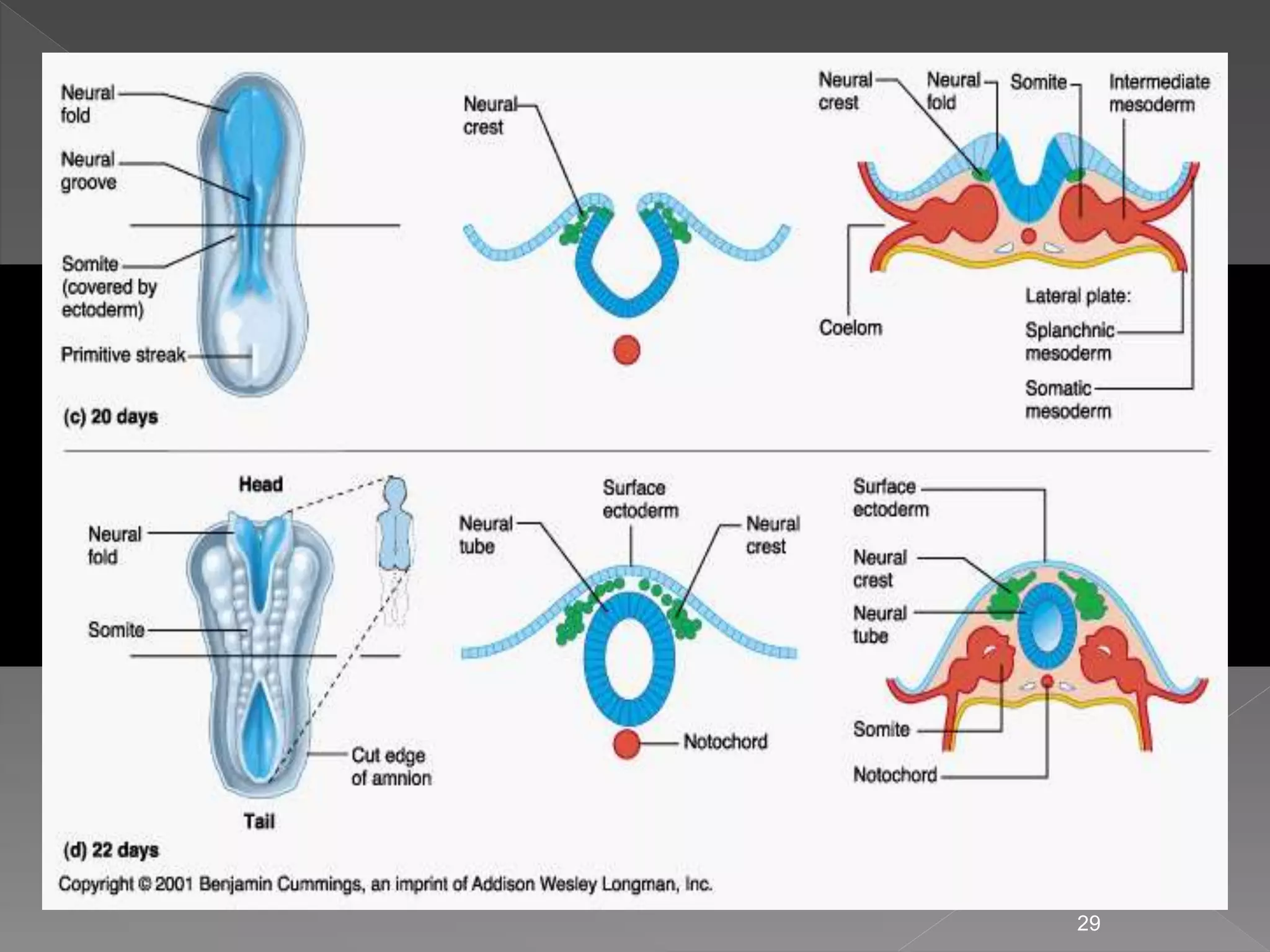 Third week of human development | PPTX