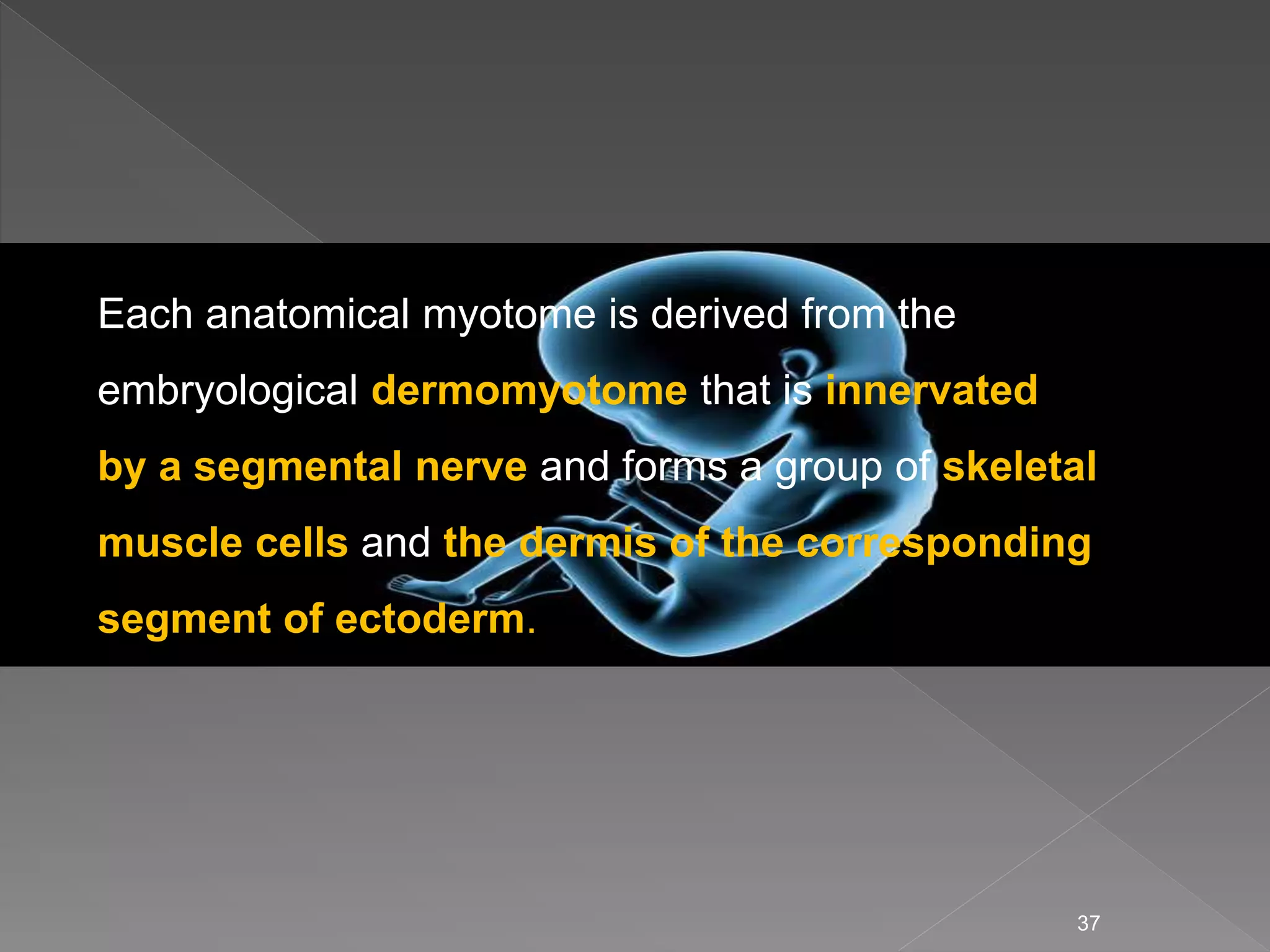 Third week of human development | PPTX