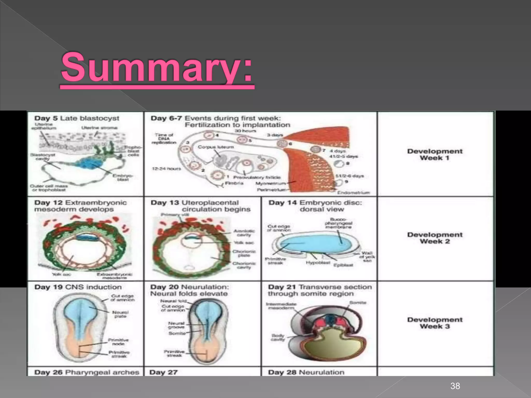 Third week of human development | PPTX