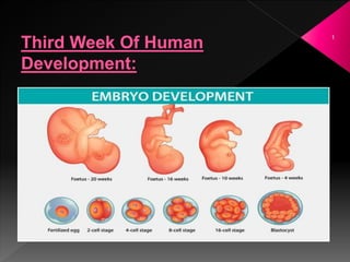 Third week of human development | PPTX