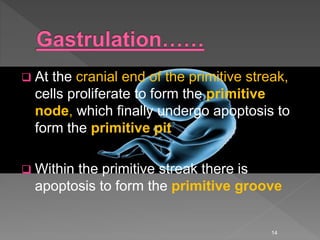 Third week of human development | PPTX