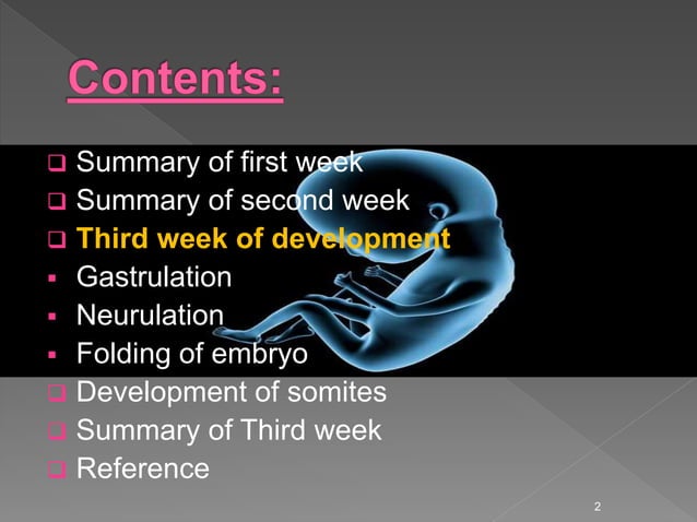 Third week of human development | PPTX
