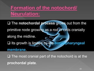 Third week of human development | PPTX