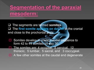 Third week of human development | PPTX