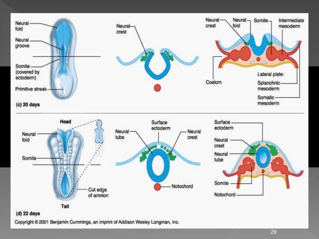 Third week of human development | PPTX