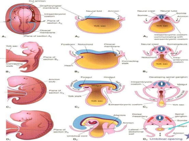 Third week of human development | PPTX