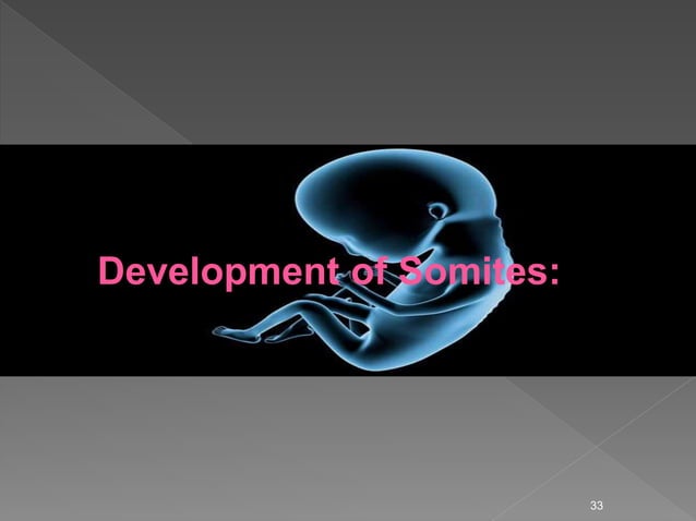 Third week of human development | PPTX