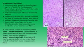 PMU third/fourth year Clinical pathoanatomy Part 2 | PPT