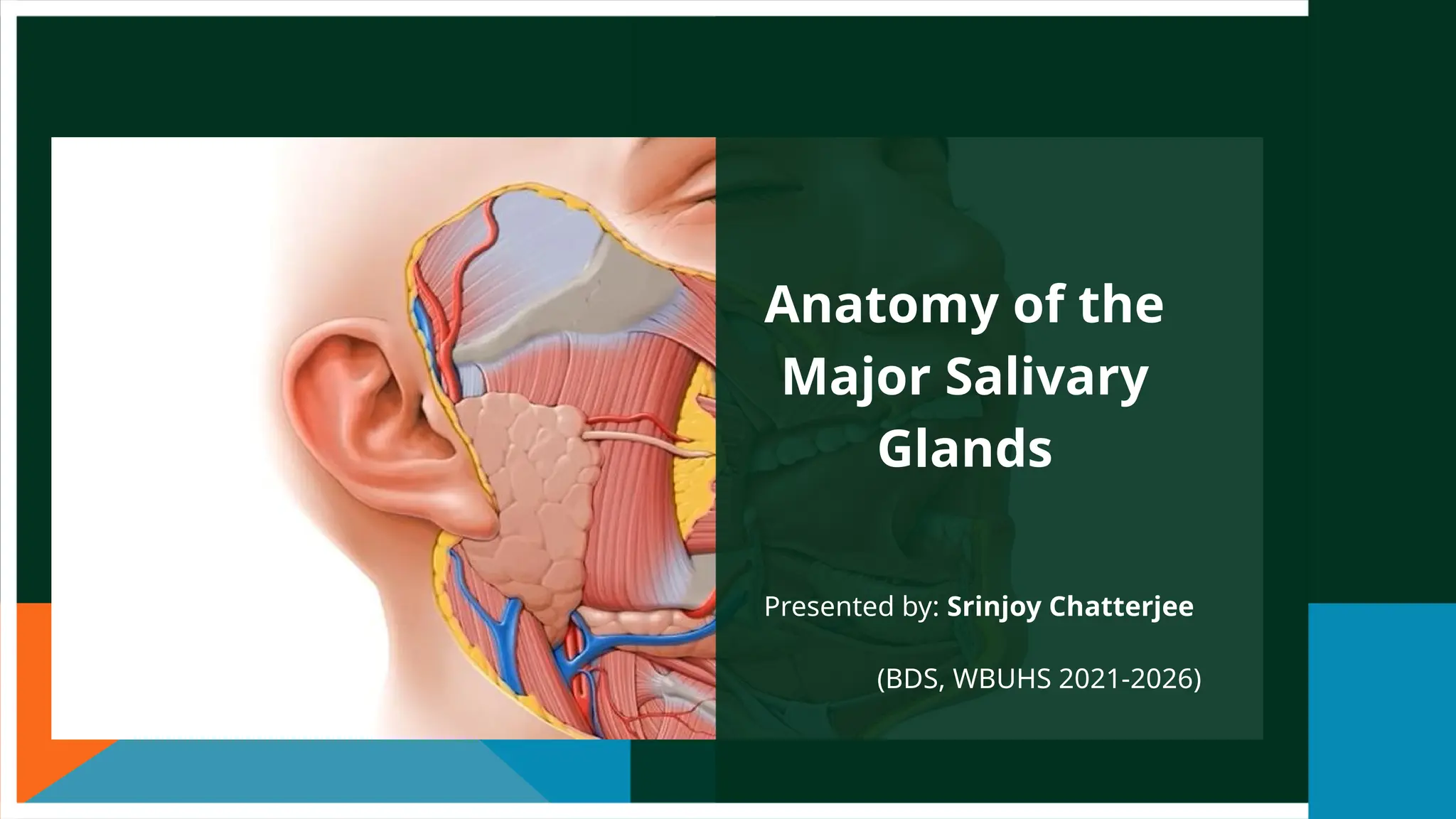 The Anatomy of the Major Salivary Glands | PPTX