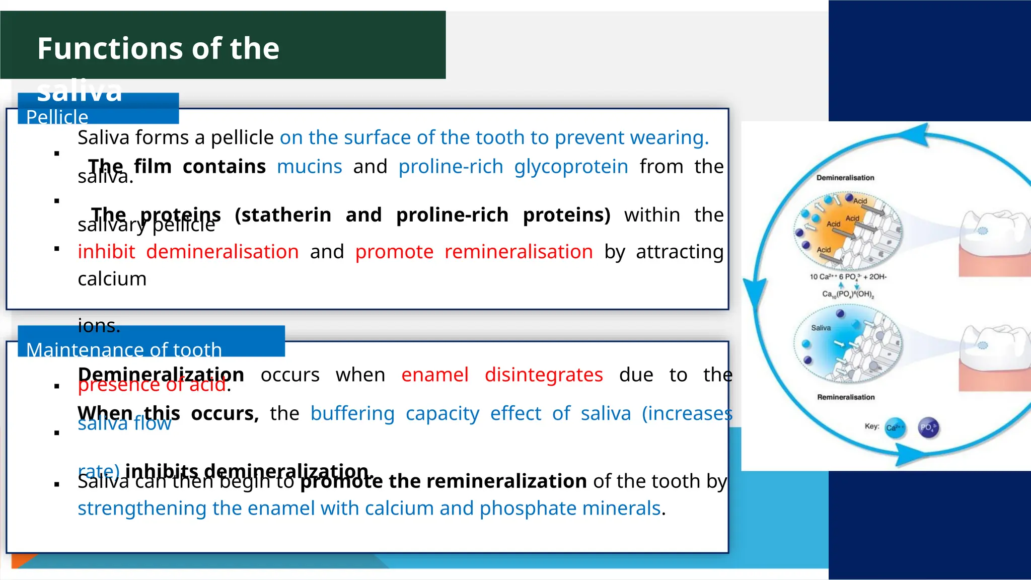 The Anatomy of the Major Salivary Glands | PPTX
