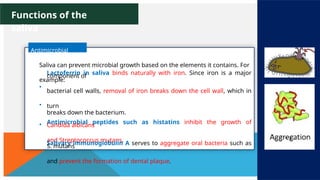 The Anatomy of the Major Salivary Glands | PPTX