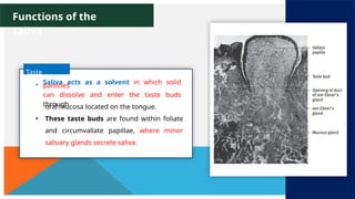 The Anatomy of the Major Salivary Glands | PPTX