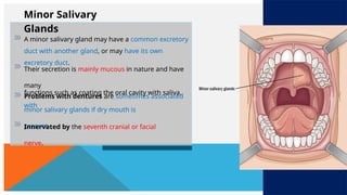 The Anatomy of the Major Salivary Glands | PPTX