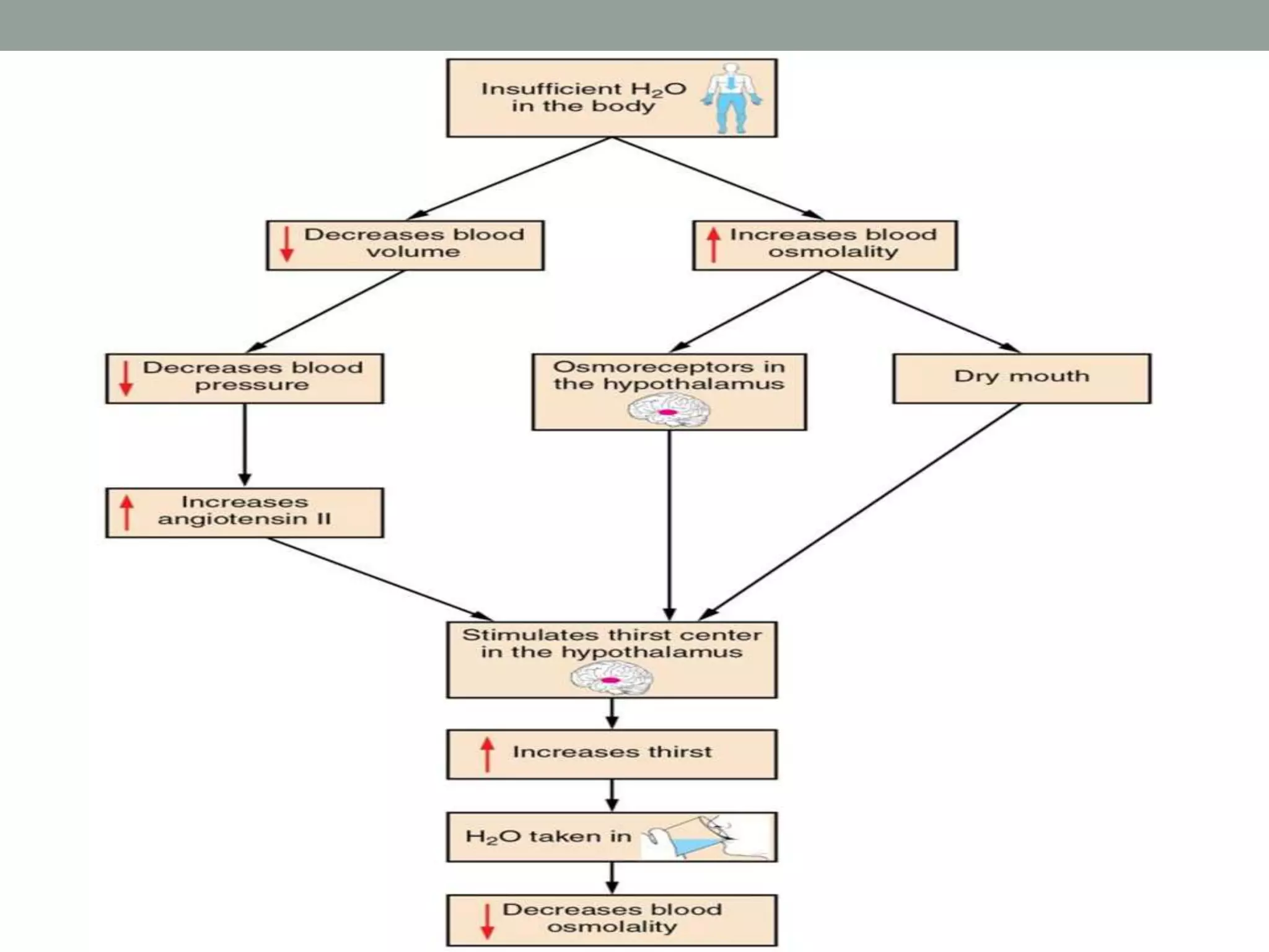 Thirst and salt appetite | PPTX